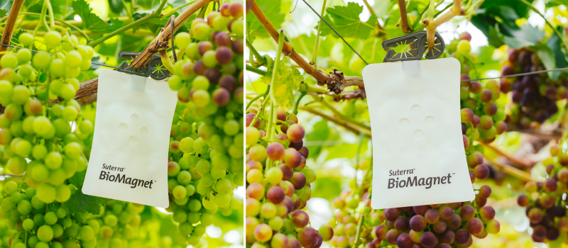 Llega a Perú BioMagnet™ AMBER, la innovación frente a las moscas de la ...