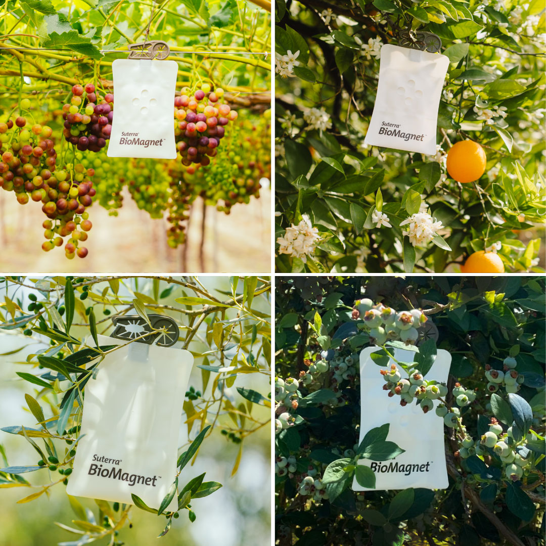 Catálogo Suterra 2025