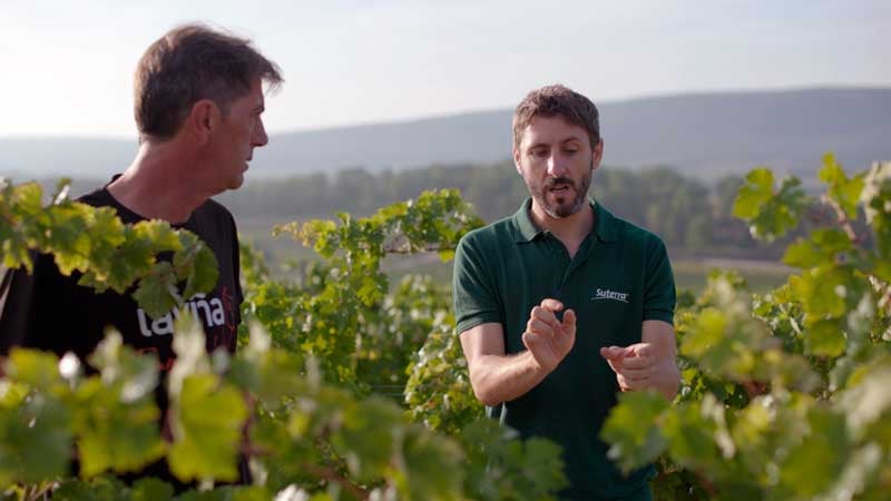 Mating Disruption | Suterra | Premium Pheromone Pest Control