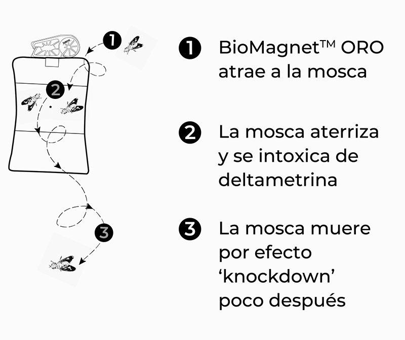 La solución más rentable frente a la mosca del olivo se llama BioMagnet ...