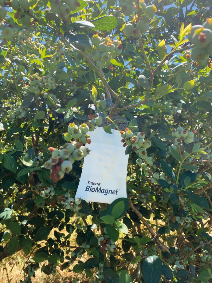 Llega BioMagnet™ RUBY, la solución más innovadora frente a la mosca en ...