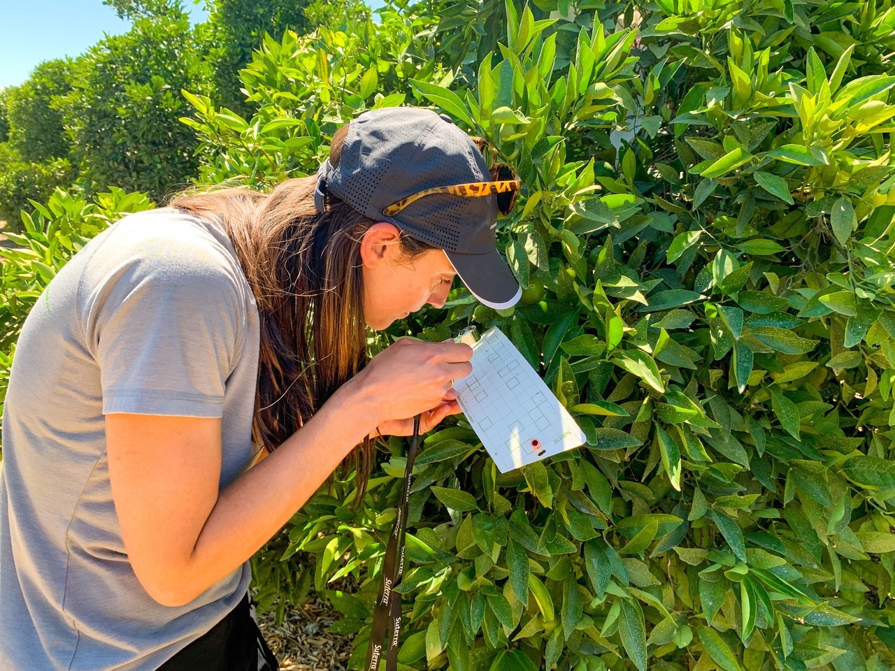 Agrumi protetti dalla cocciniglia rossa forte con CheckMate CRS