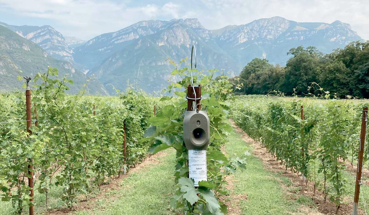 Suterra celebra el 25 aniversario de su icónico Puffer®