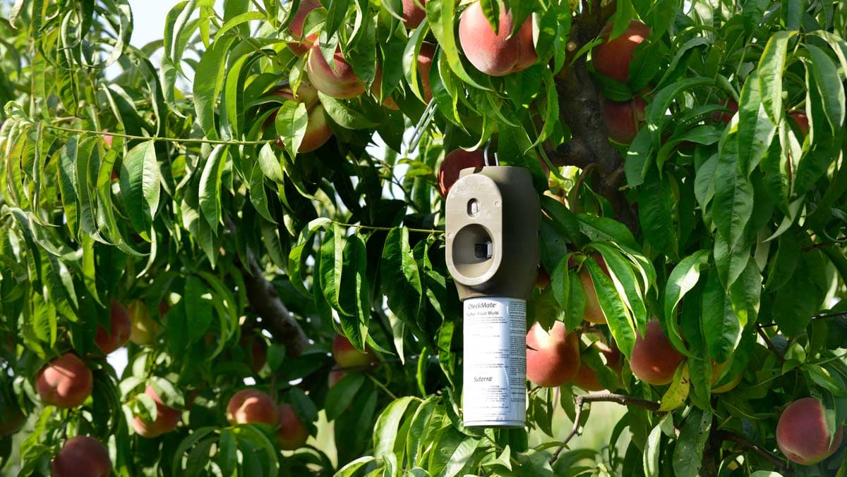 Suterra celebra el 25 aniversario de su icónico Puffer®