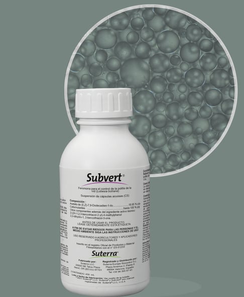 Ola de calor y polilla del racimo