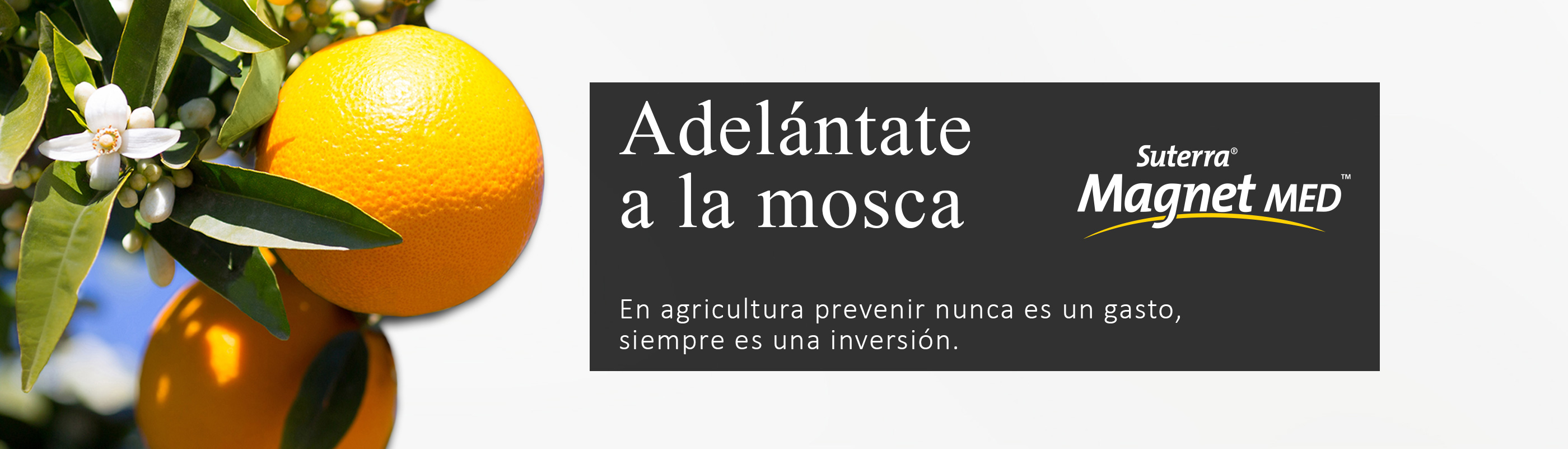 Suterra Home - Suterra