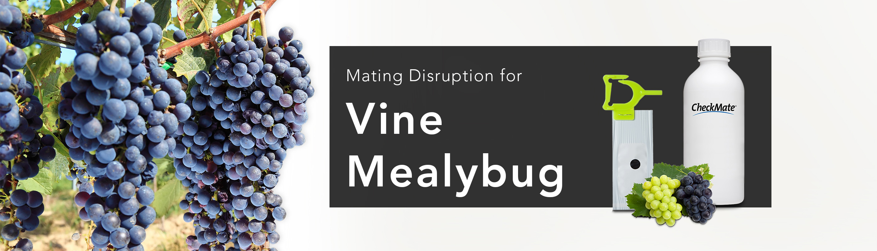 Suterra Home - Suterra