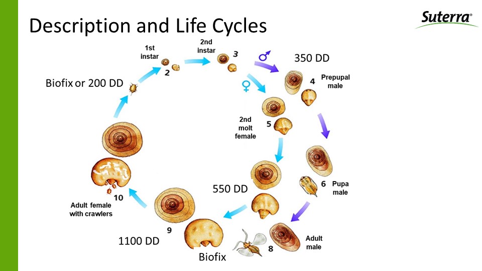 Webinar | Reduce California Red Scale Damage with Mating Disruption